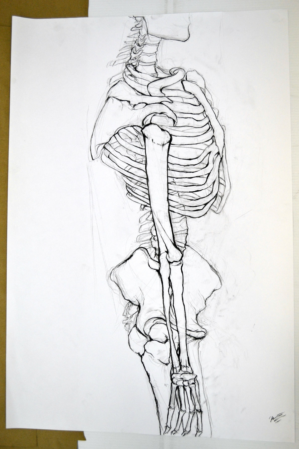 skeleton study – nika blasser